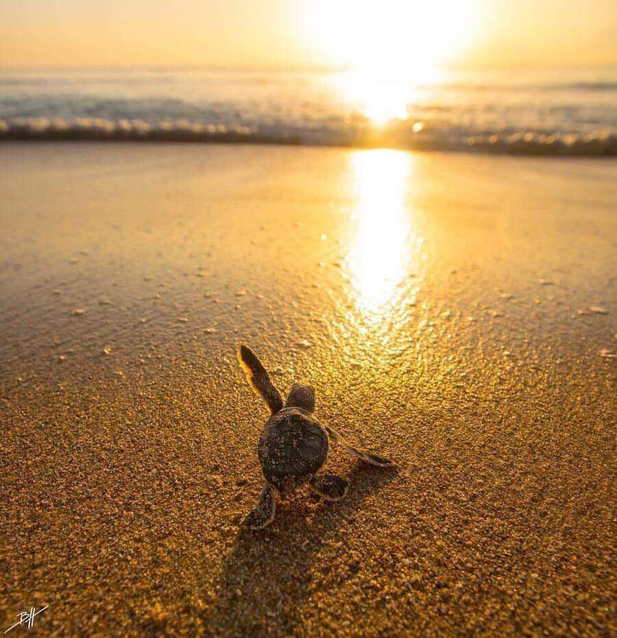 turtle wave - MyConfinedSpace