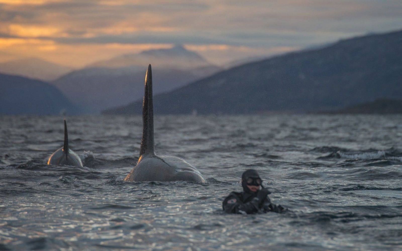 whale train - MyConfinedSpace