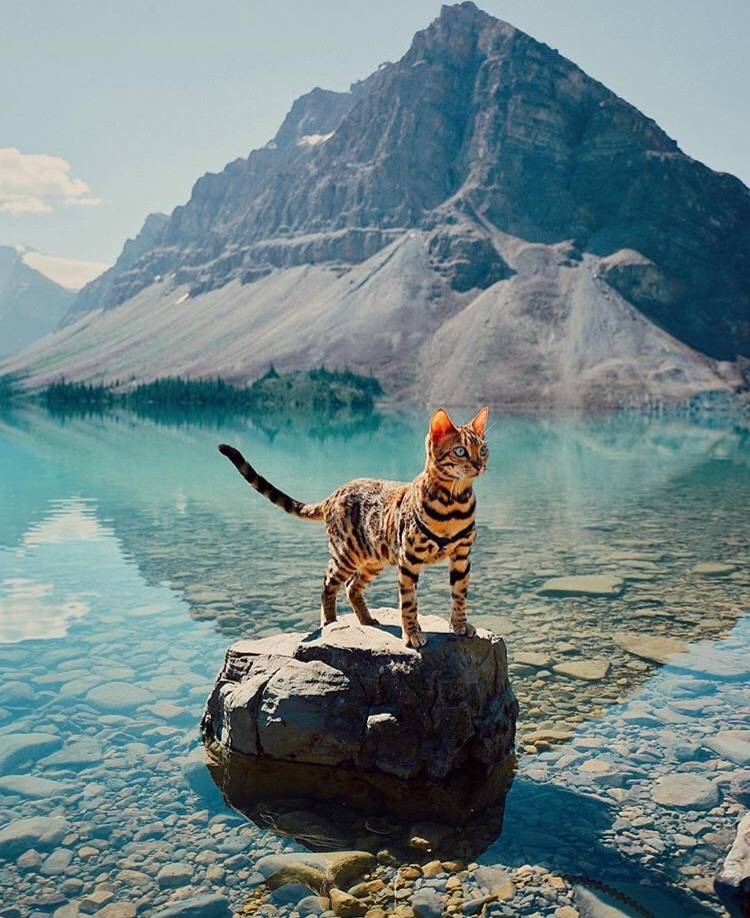 majestic lake cat - MyConfinedSpace