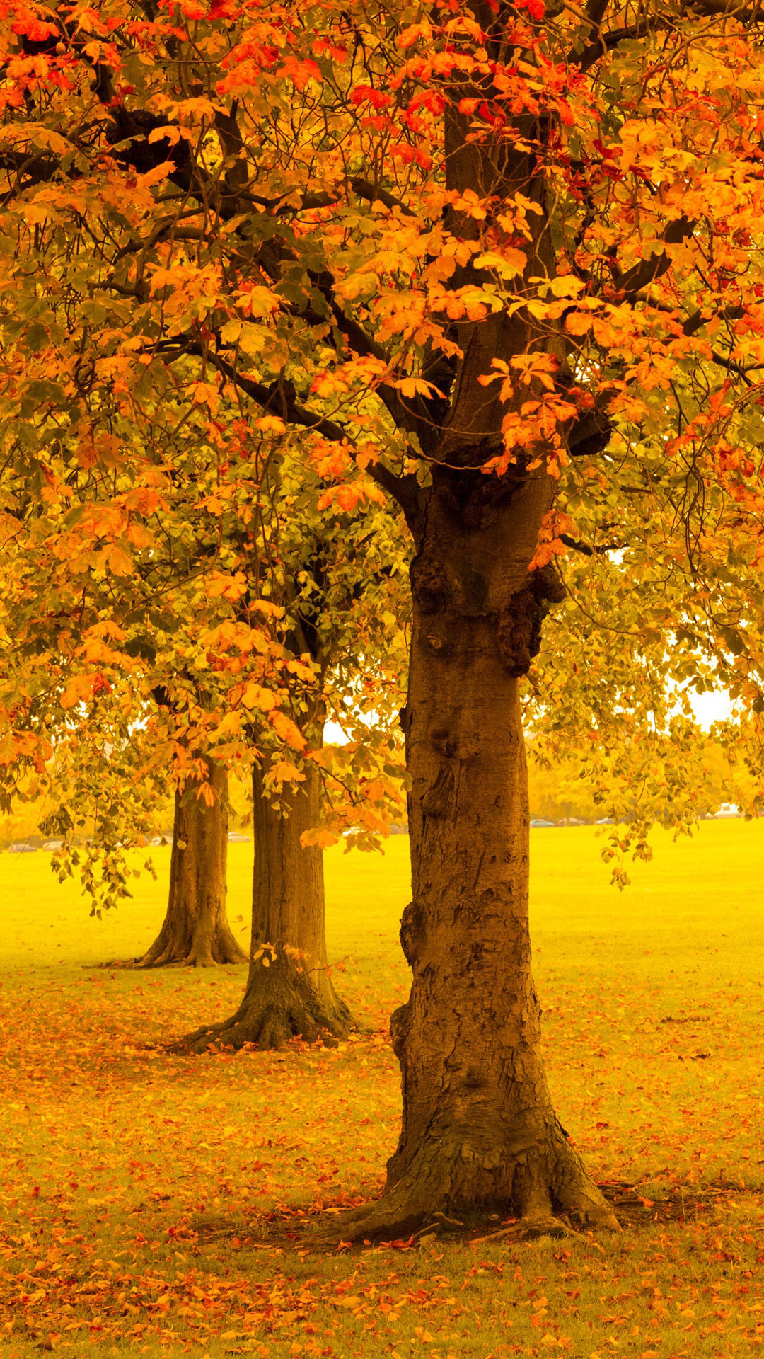orange and yellow trees - MyConfinedSpace