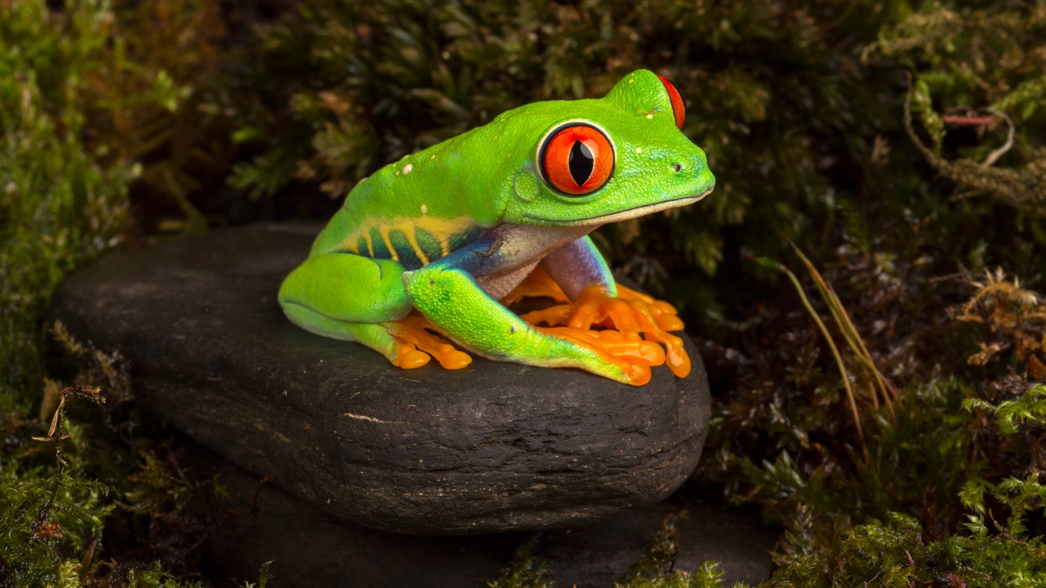 philisophical frog - MyConfinedSpace