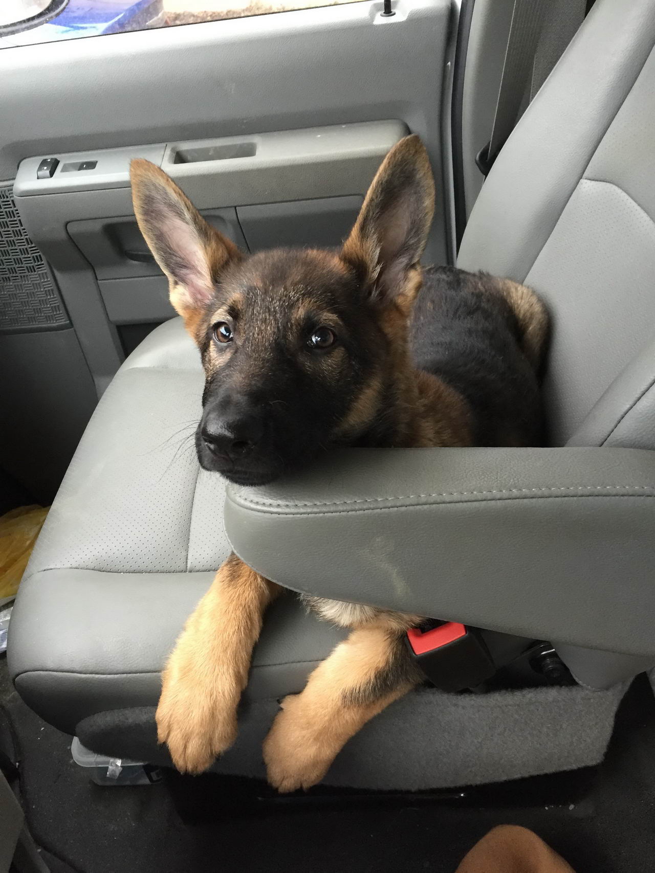 puppy rider - MyConfinedSpace
