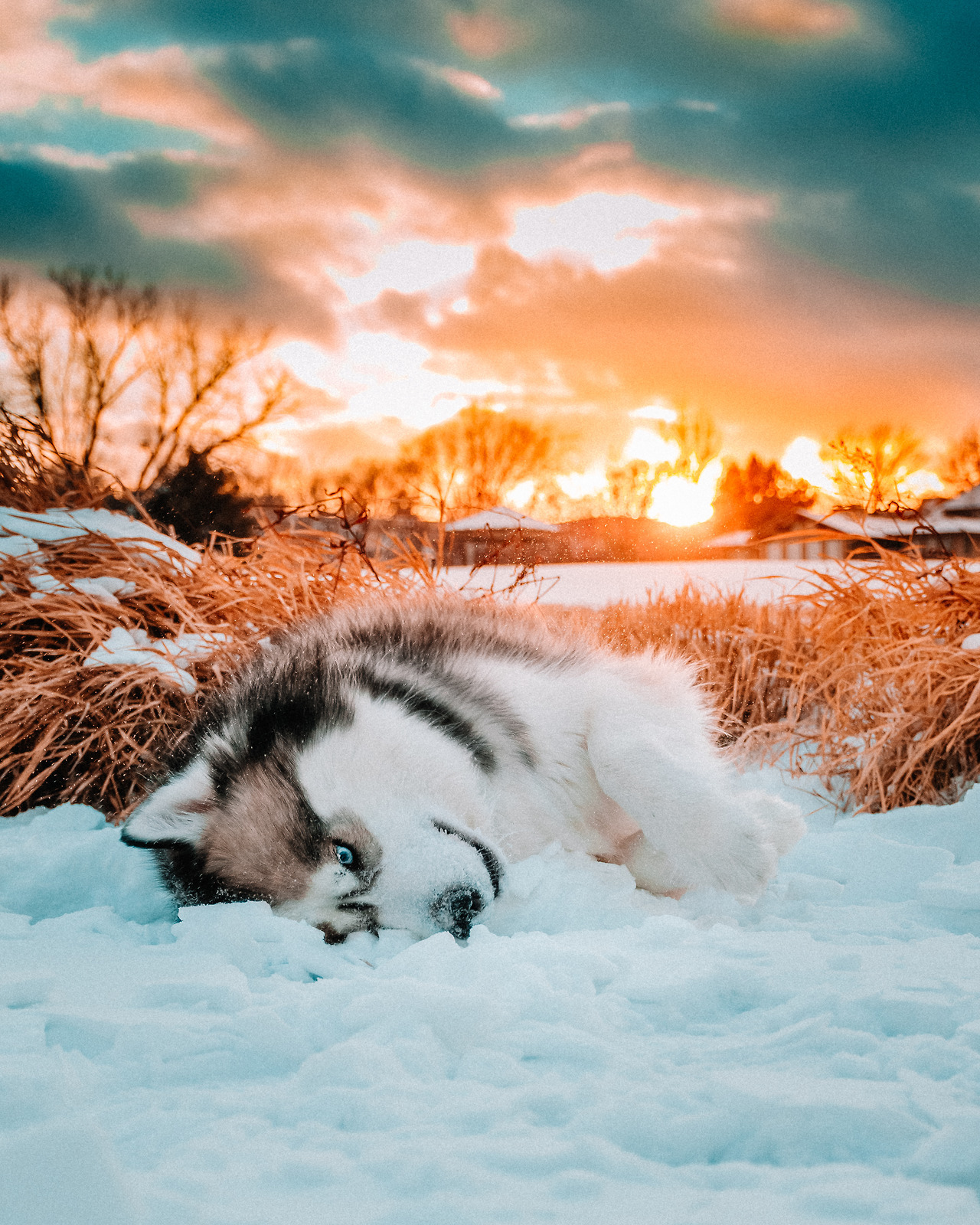 sun snow dog « MyConfinedSpace