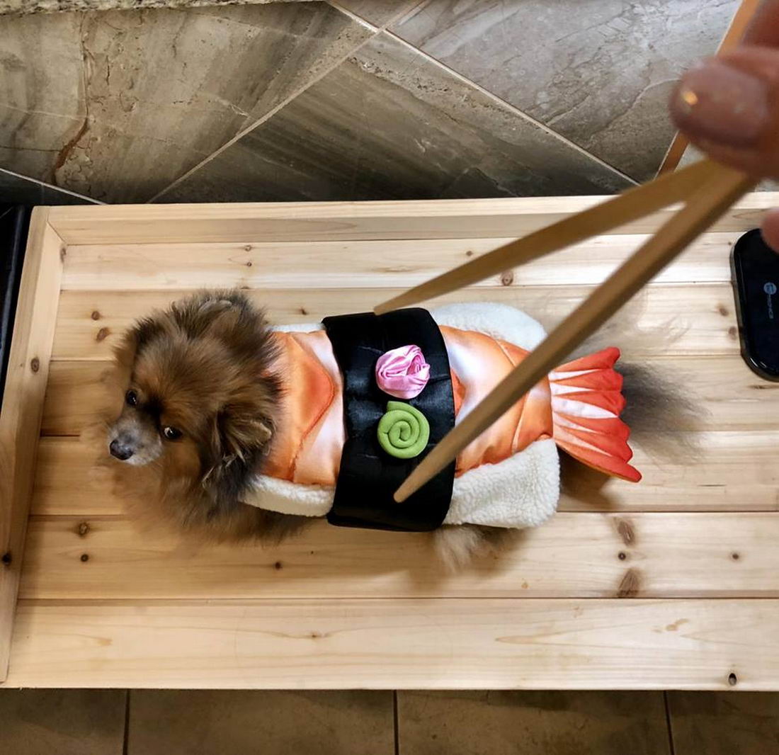 sushi puppy - MyConfinedSpace