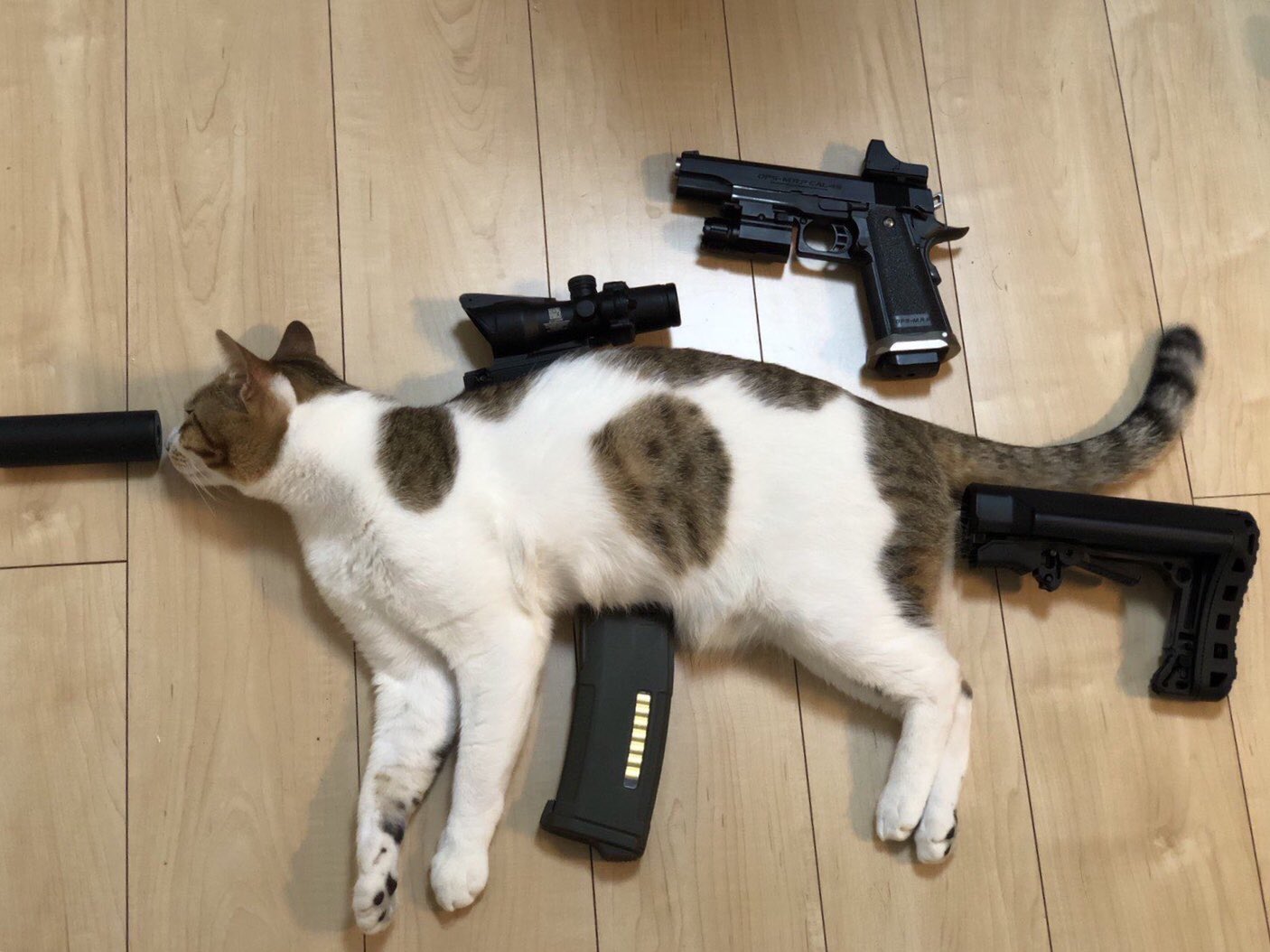 Tactical Cat MyConfinedSpace MyConfinedSpace Tactical Cat MyConfinedSpace MyConfinedSpace
