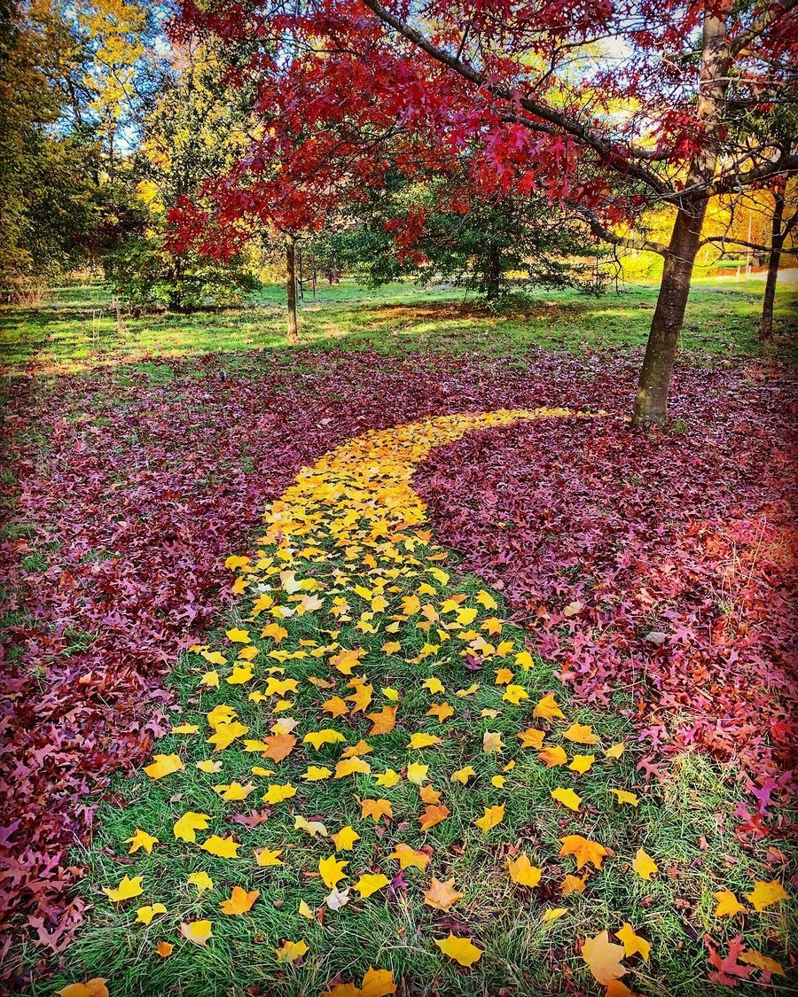 Fall Tree Path - MyConfinedSpace MyConfinedSpace
