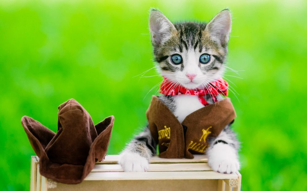 cowgirl cat - MyConfinedSpace