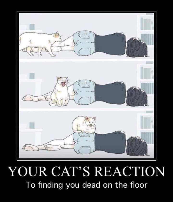 your cat’s Reaction - MyConfinedSpace