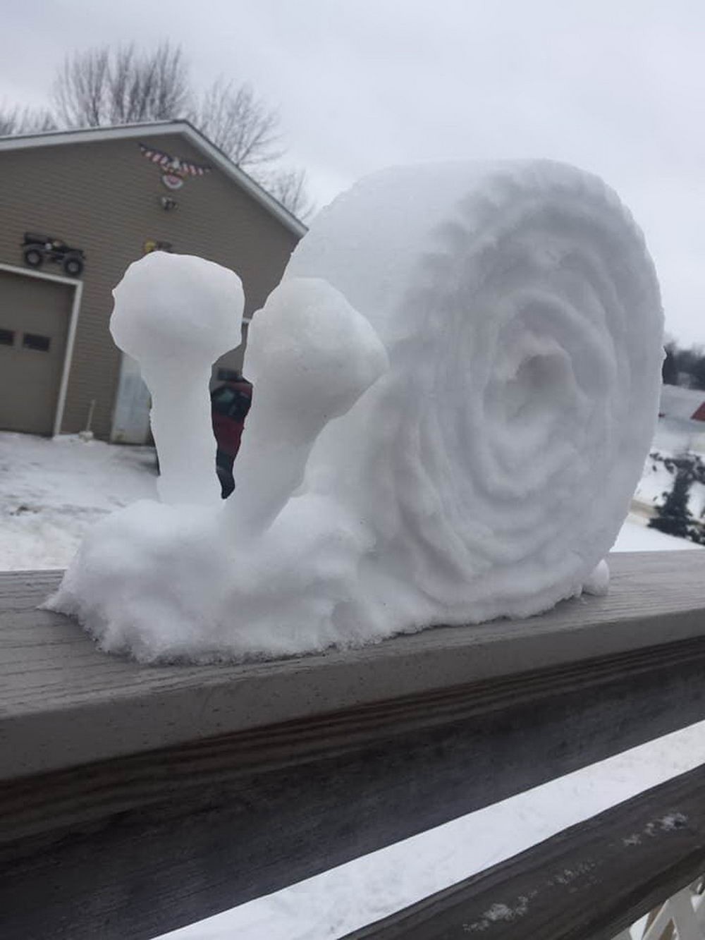 Snow Snail - MyConfinedSpace