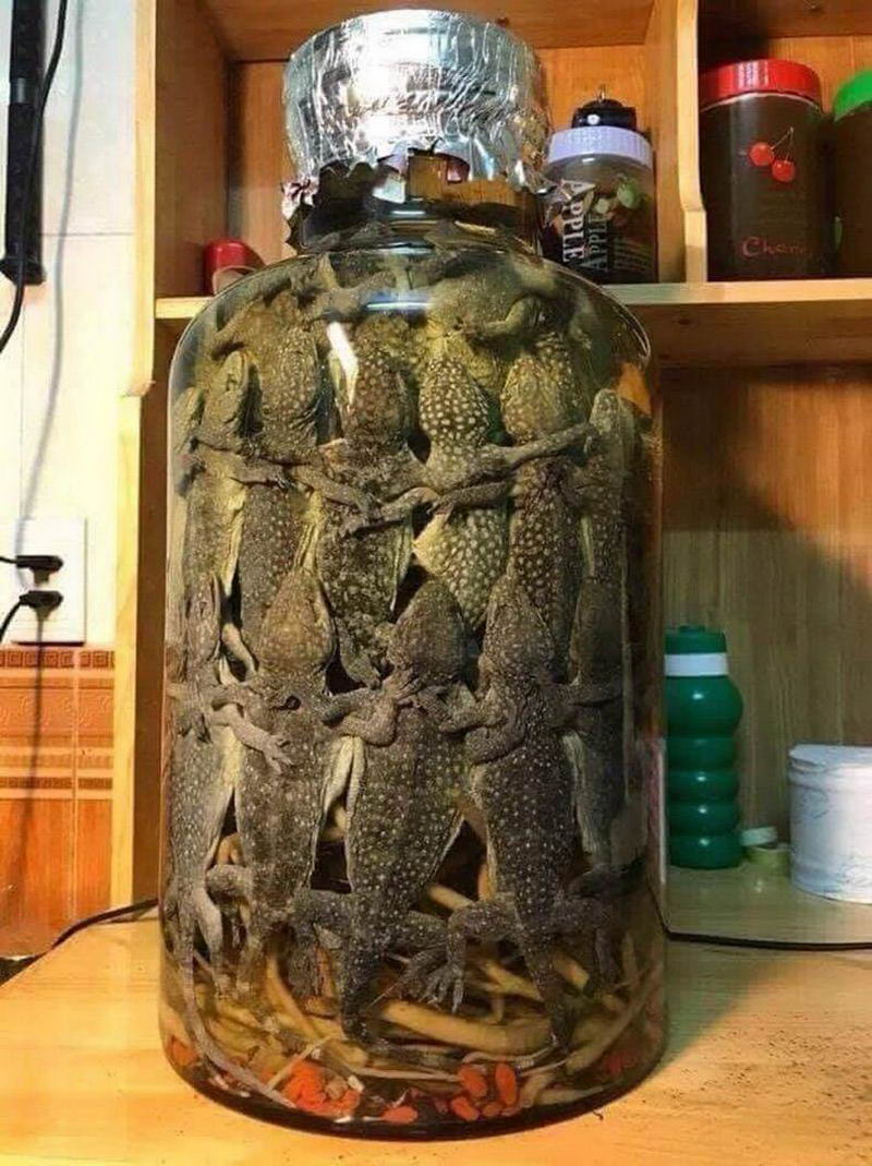 pickled lizards - MyConfinedSpace