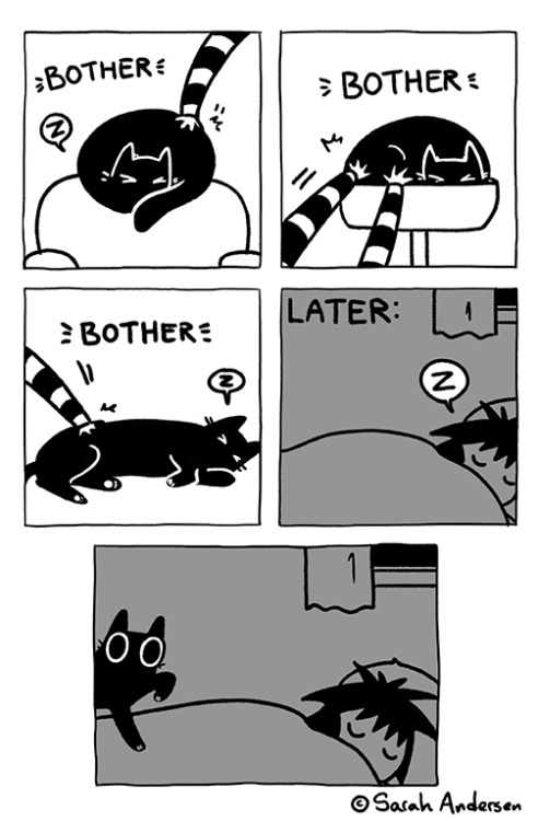 bother cat - MyConfinedSpace
