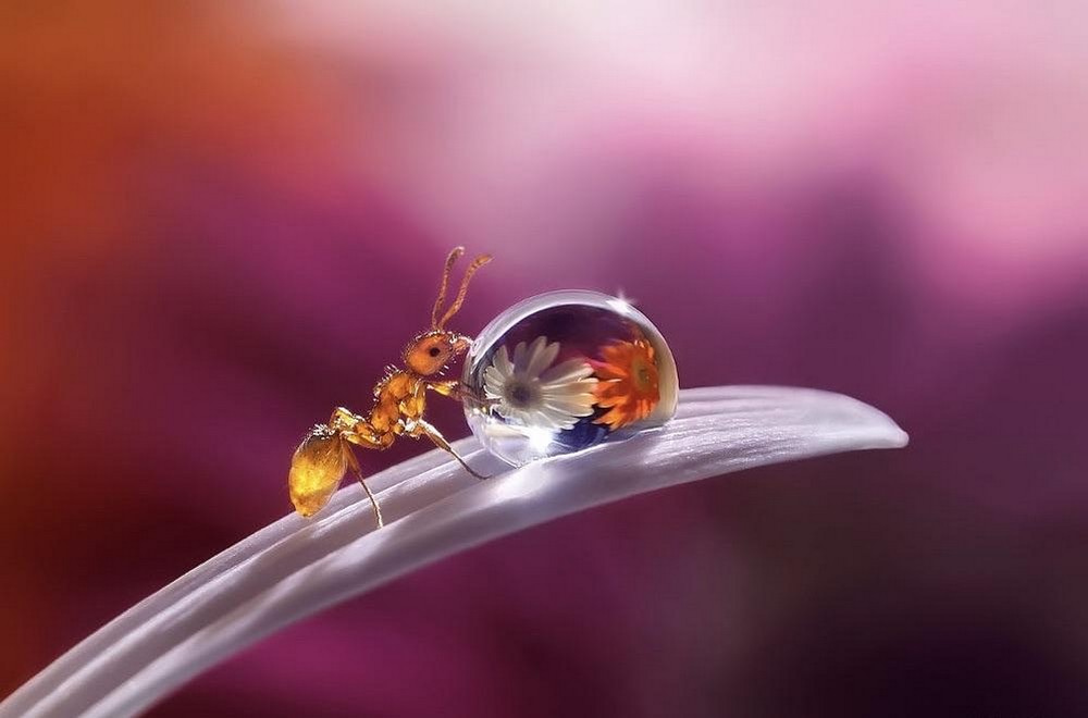 Ant Drop - MyConfinedSpace