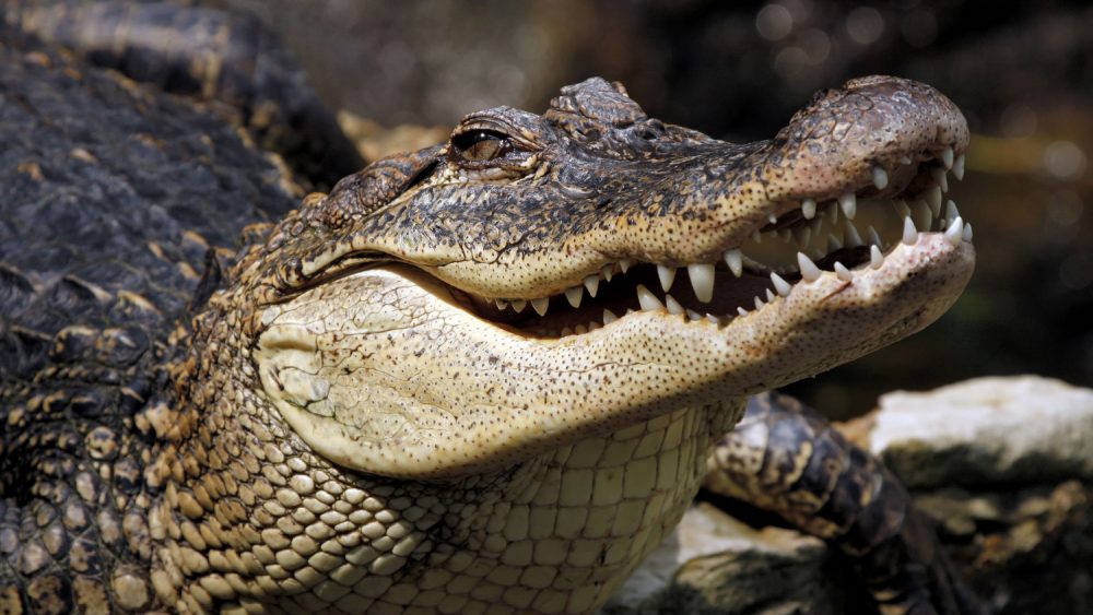 Happy Gator - MyConfinedSpace MyConfinedSpace