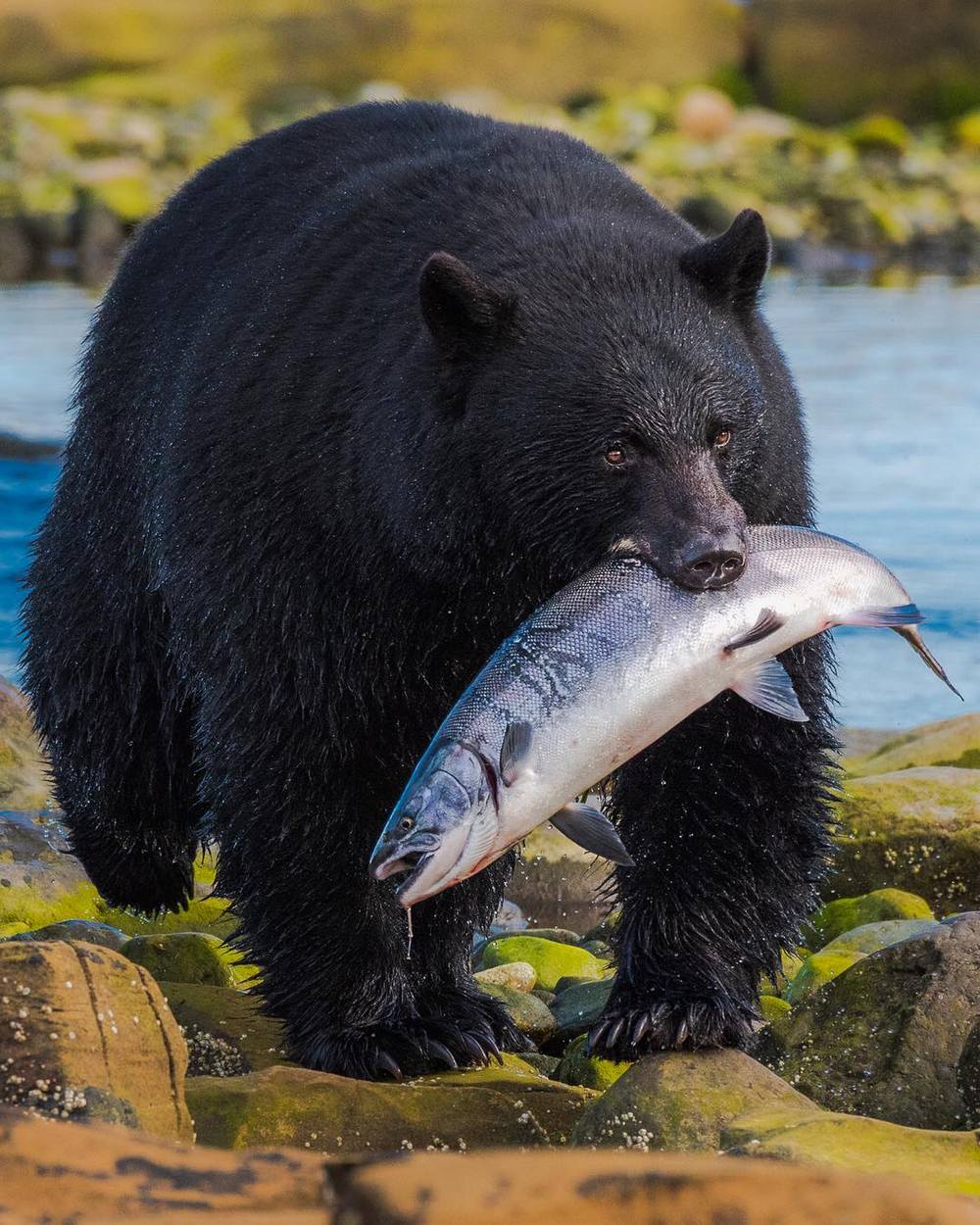chonky bear with fish - MyConfinedSpace