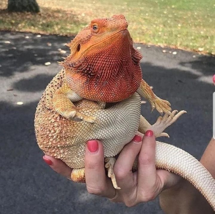 fat lizard - MyConfinedSpace MyConfinedSpace