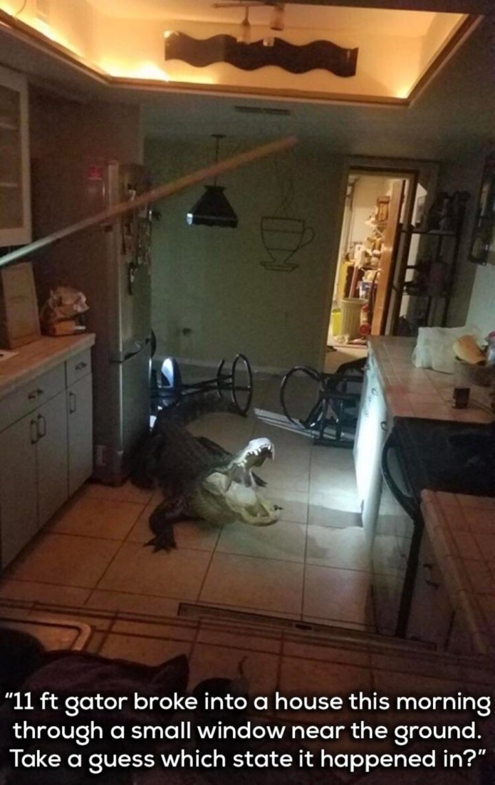 Florida Kitchen Gator - MyConfinedSpace