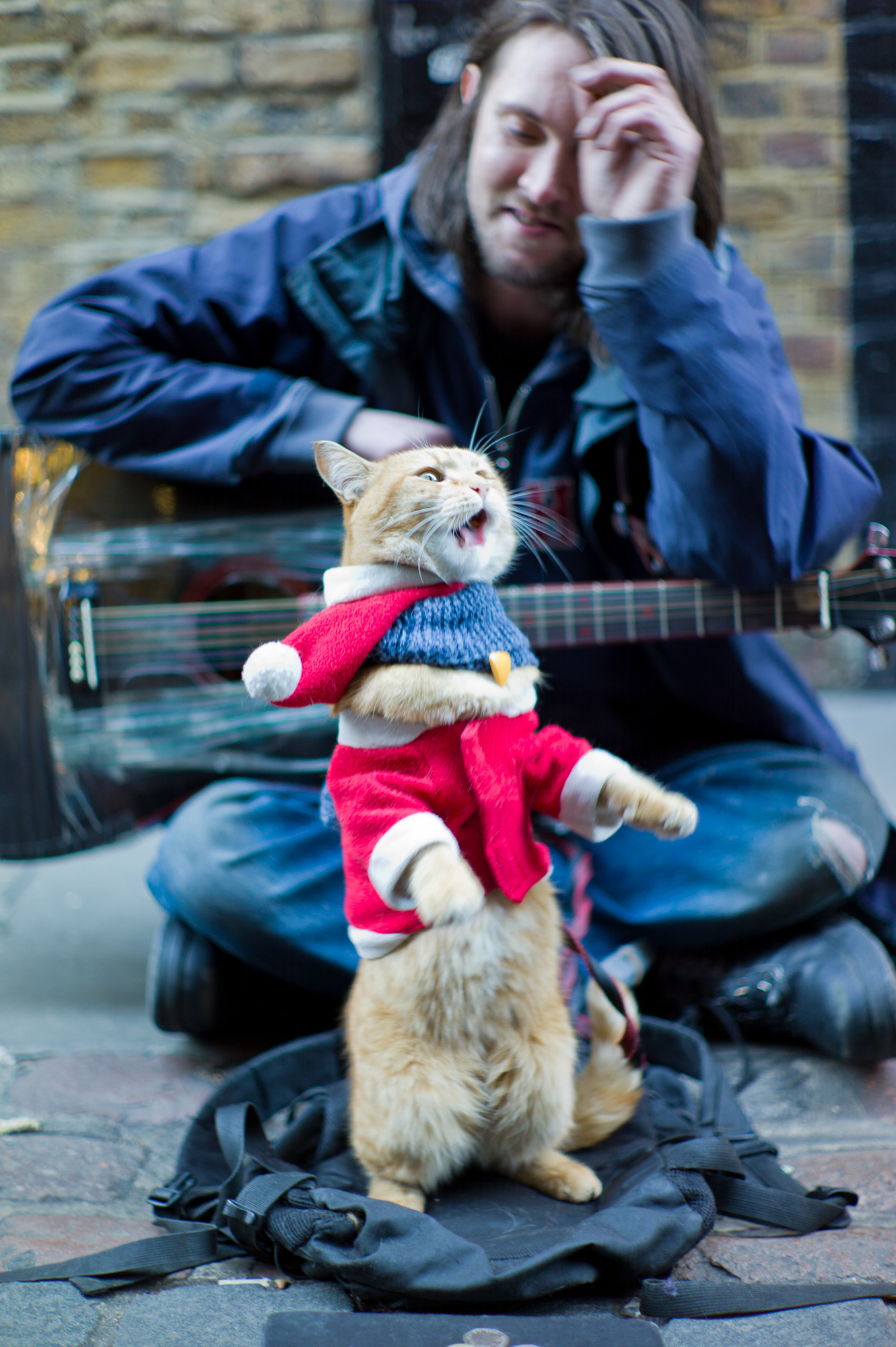 singing christmas cat - MyConfinedSpace