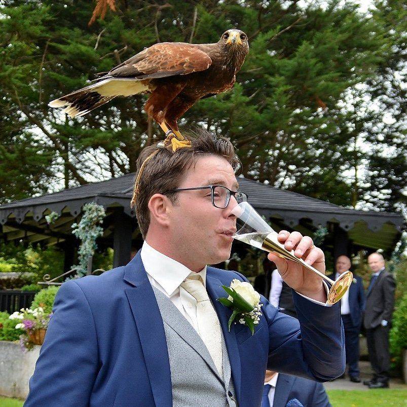 hawk hat - MyConfinedSpace