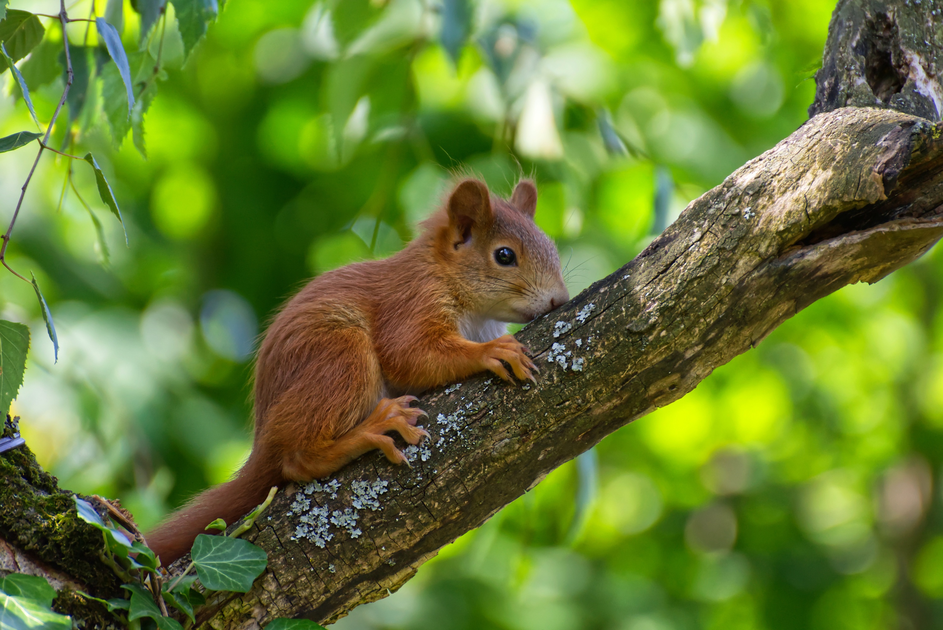 tree squirrel - MyConfinedSpace
