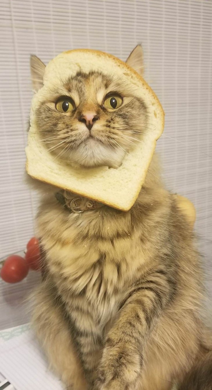 bread cat - MyConfinedSpace