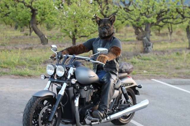 Furry motorcycle buddy - MyConfinedSpace