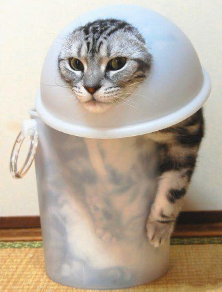 trash cat - MyConfinedSpace
