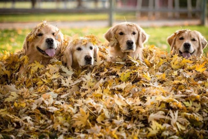 leaf dogs - MyConfinedSpace MyConfinedSpace