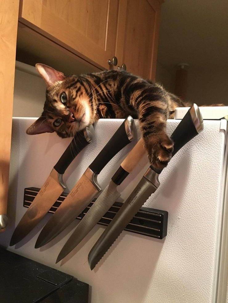 murder cat - MyConfinedSpace