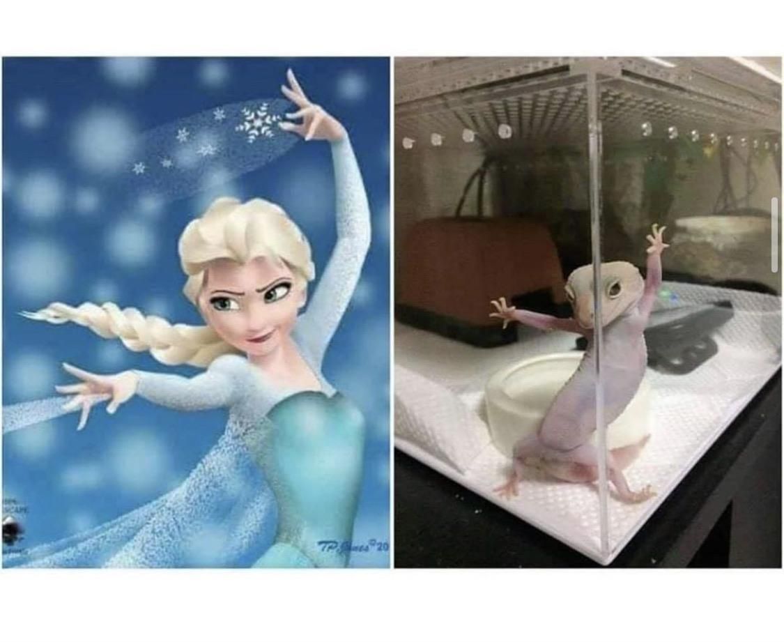 Elsa is a Lizard - MyConfinedSpace