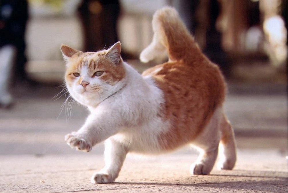 cat strut - MyConfinedSpace