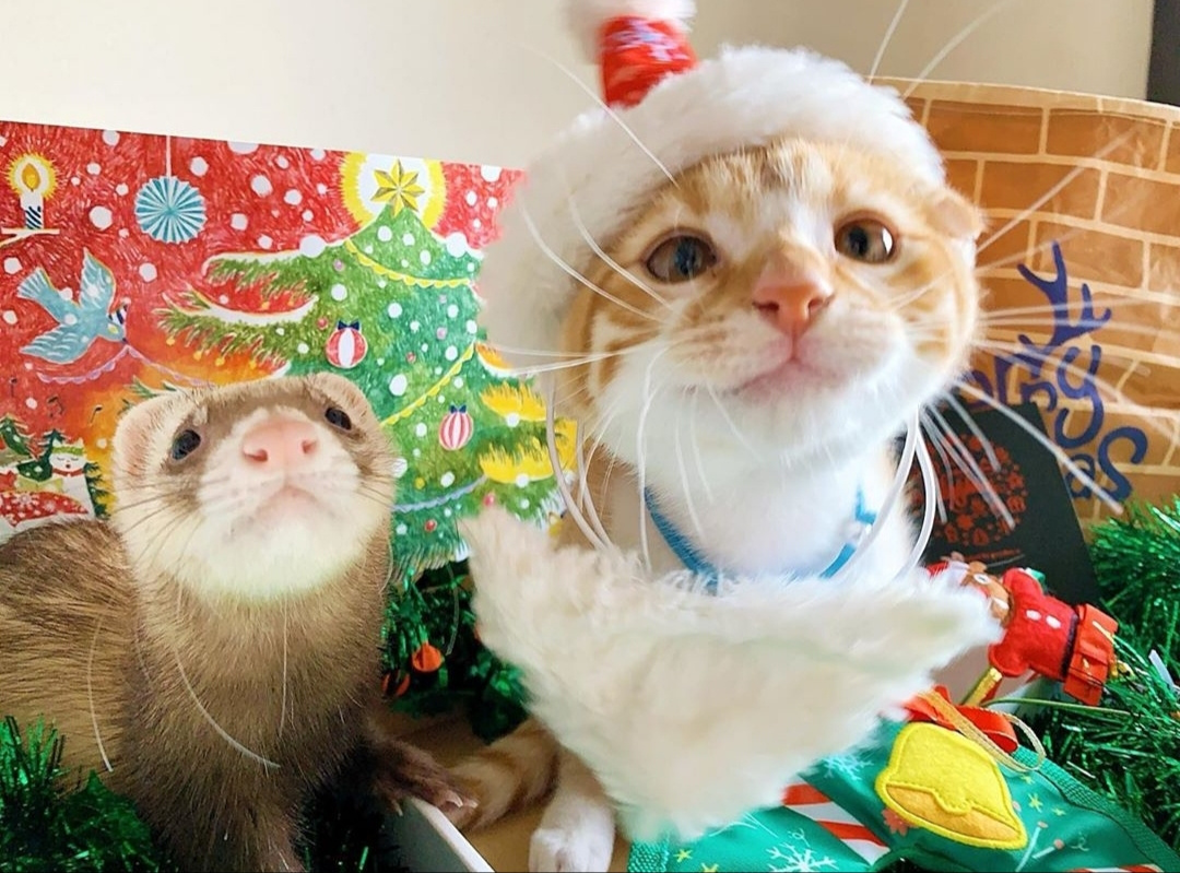 christmas cat and ferret - MyConfinedSpace