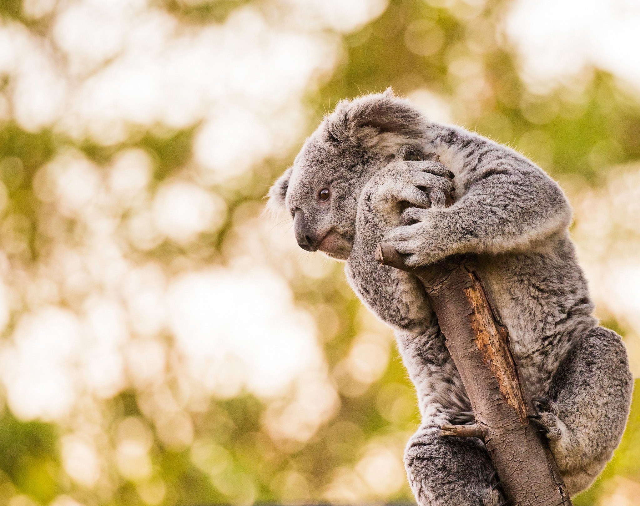 koala hug - MyConfinedSpace