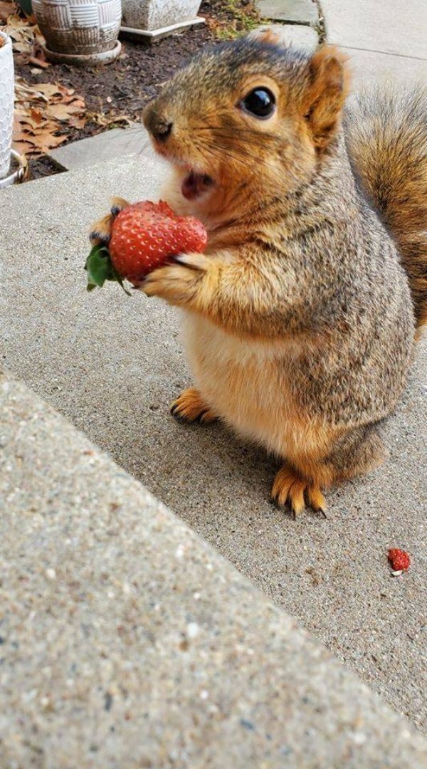 strawberry squirrel - MyConfinedSpace