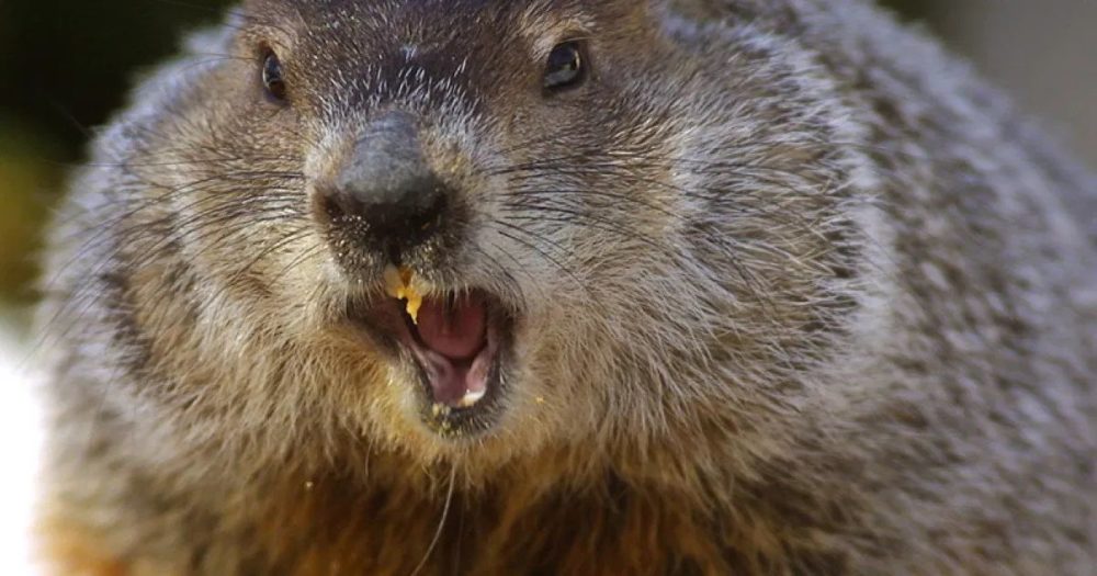 Rabid Groundhog - MyConfinedSpace