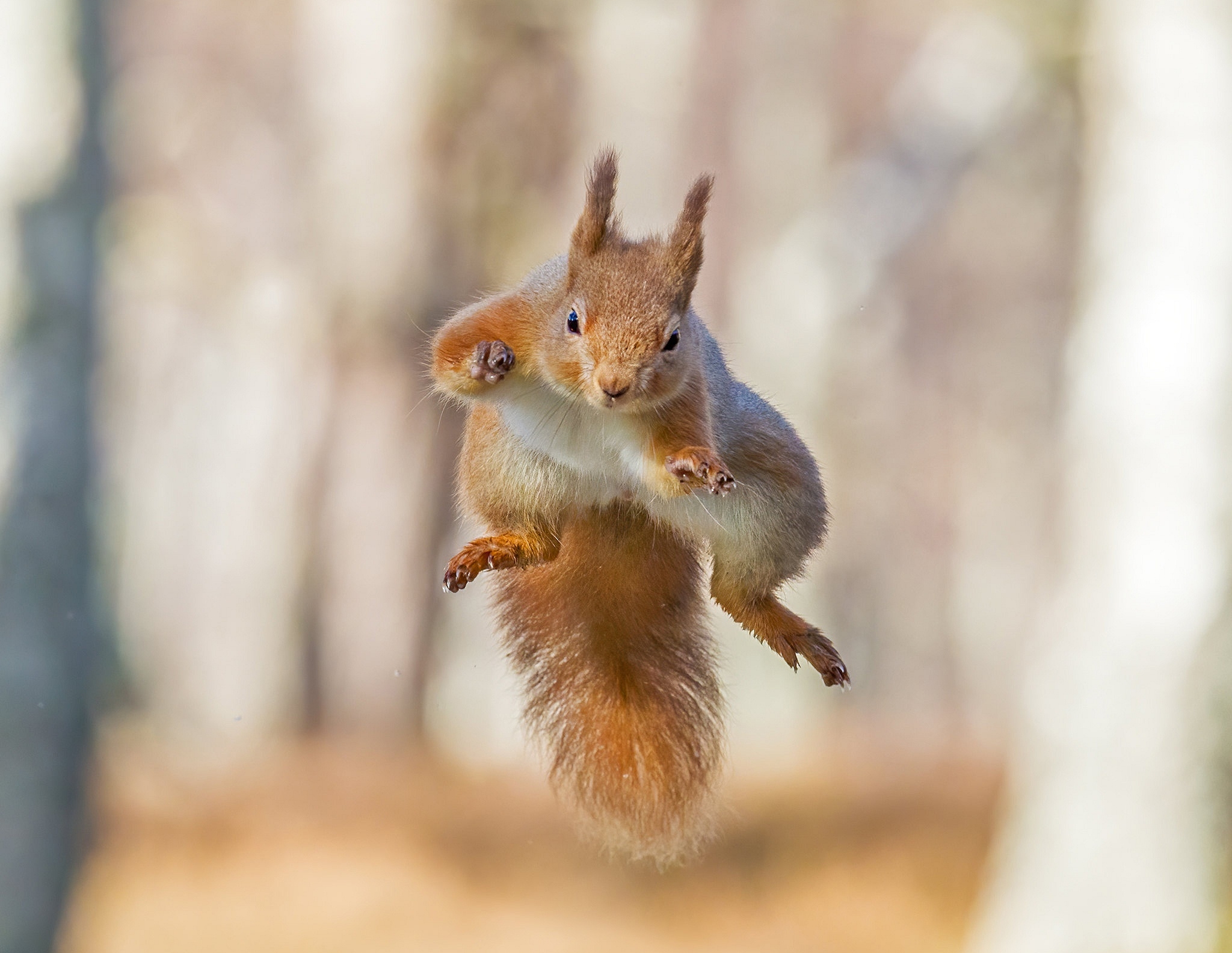 Leaping Squirrel - MyConfinedSpace