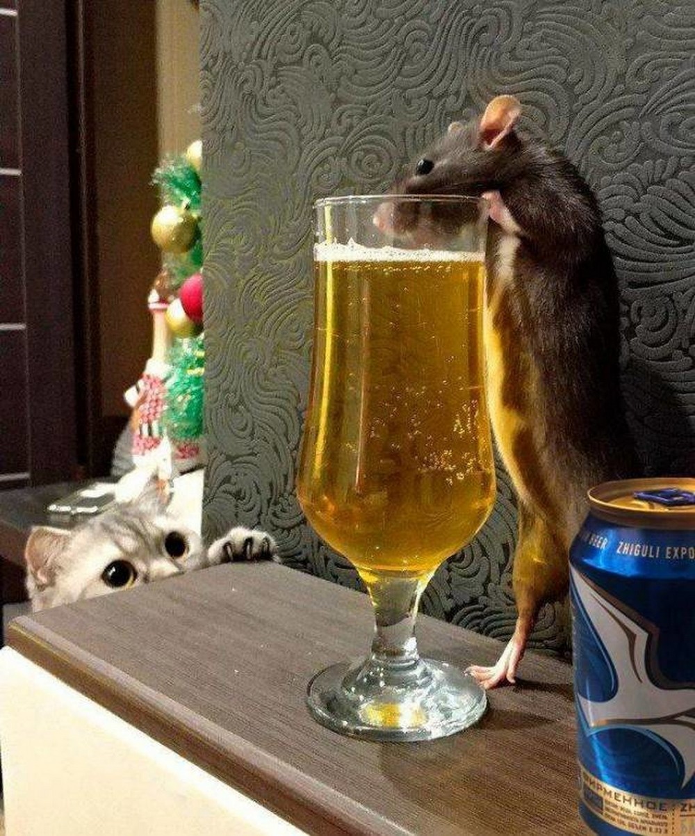 beer rat - MyConfinedSpace