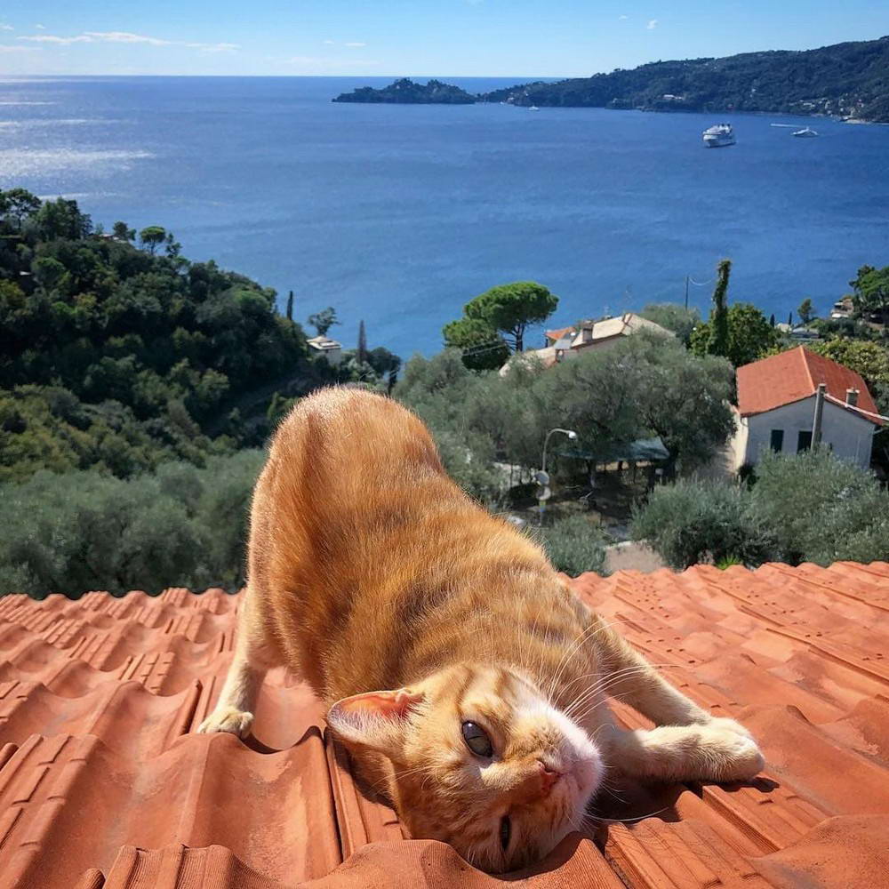 roof cat - MyConfinedSpace