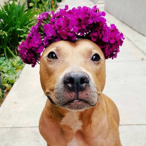 purple flower dog - MyConfinedSpace