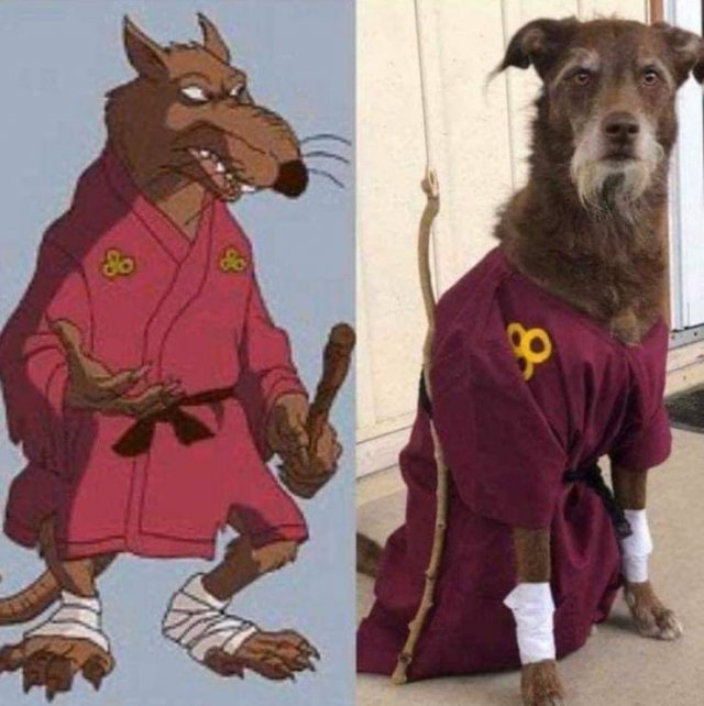 splinter the dog - MyConfinedSpace