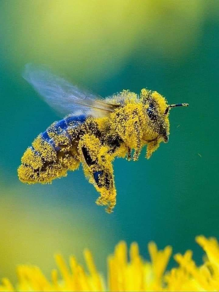 fuzzy bee - MyConfinedSpace