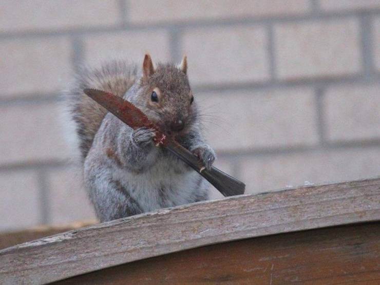 killer squirrel - MyConfinedSpace