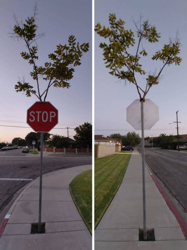 stop tree - MyConfinedSpace
