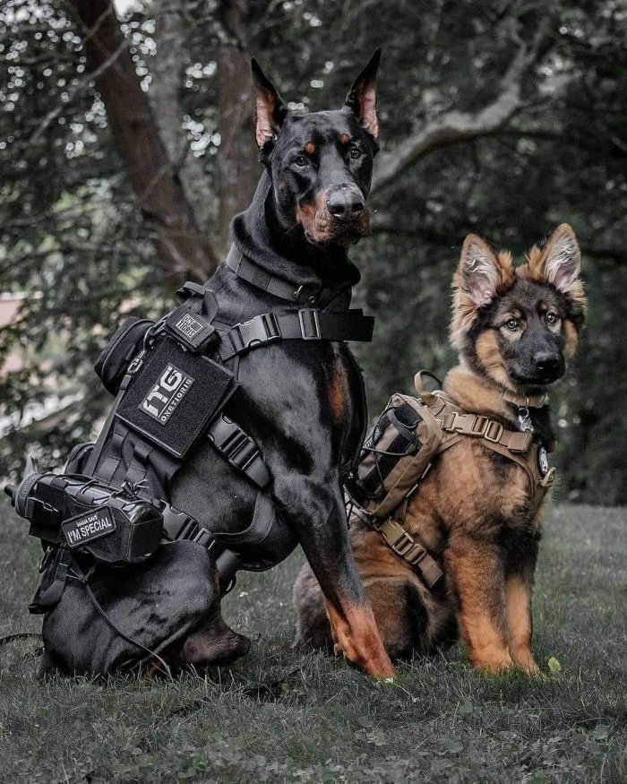 ITG Dogs - MyConfinedSpace
