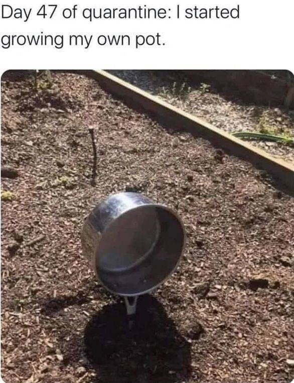 I started growing my own pot - MyConfinedSpace