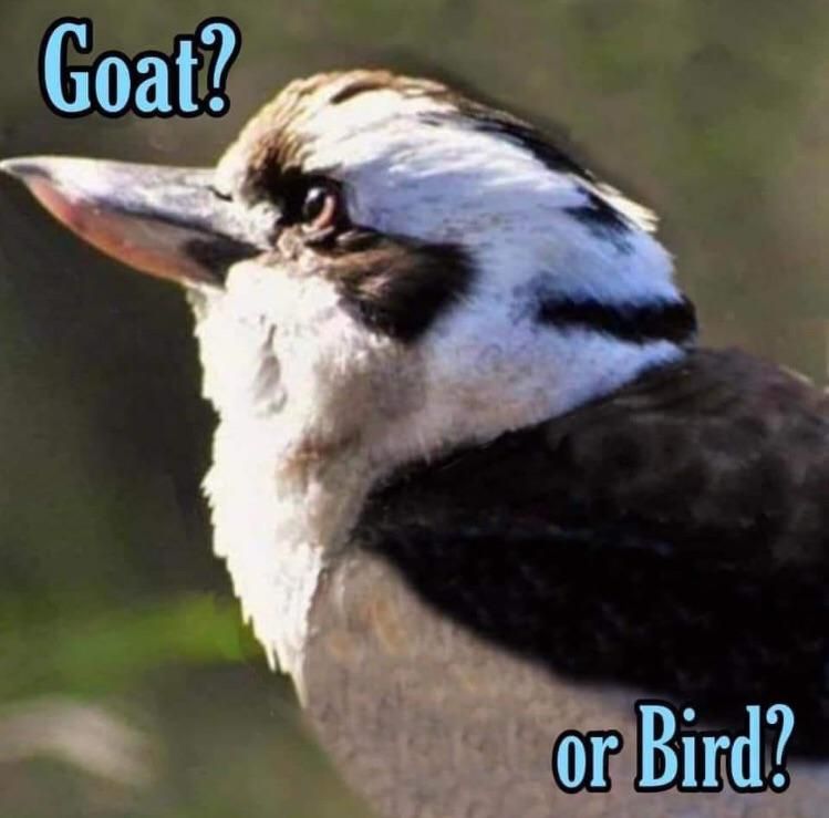 Goat or Bird - MyConfinedSpace