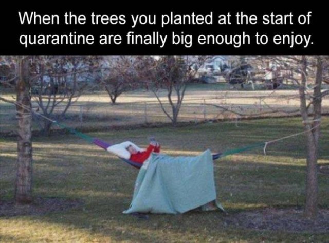the quarantine trees - MyConfinedSpace