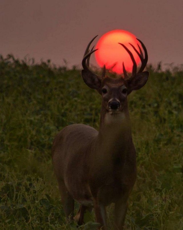 sun deer - MyConfinedSpace MyConfinedSpace