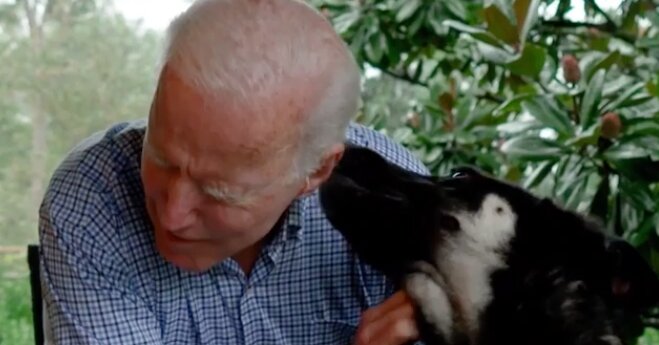 President-Elect Joe Biden’s German Shepherd Major to Be First Rescue ...