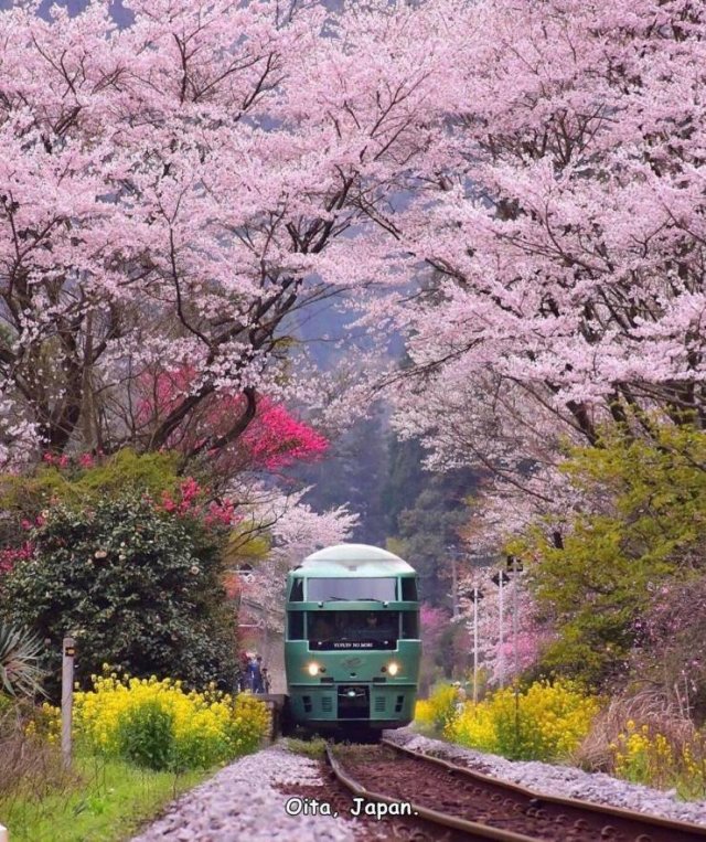 cherry train - MyConfinedSpace