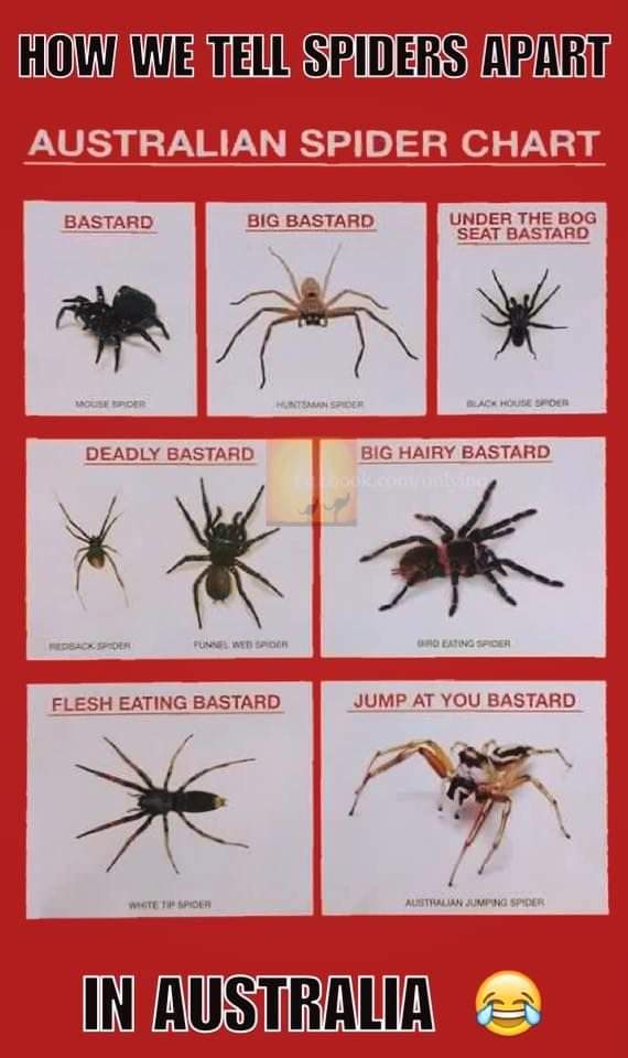 AUSTRALIAN SPIDER CHART - MyConfinedSpace